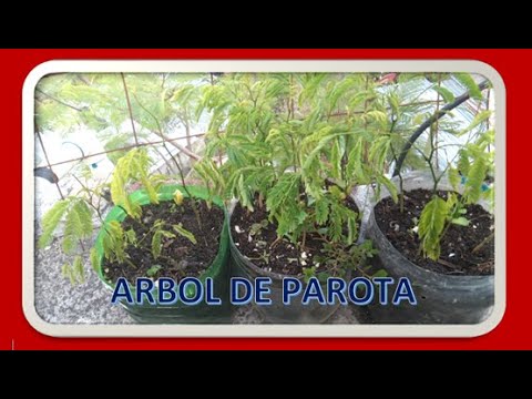 SEMBRANDO VIDA- GERMINANDO ARBOL DE PAROTA - YouTube