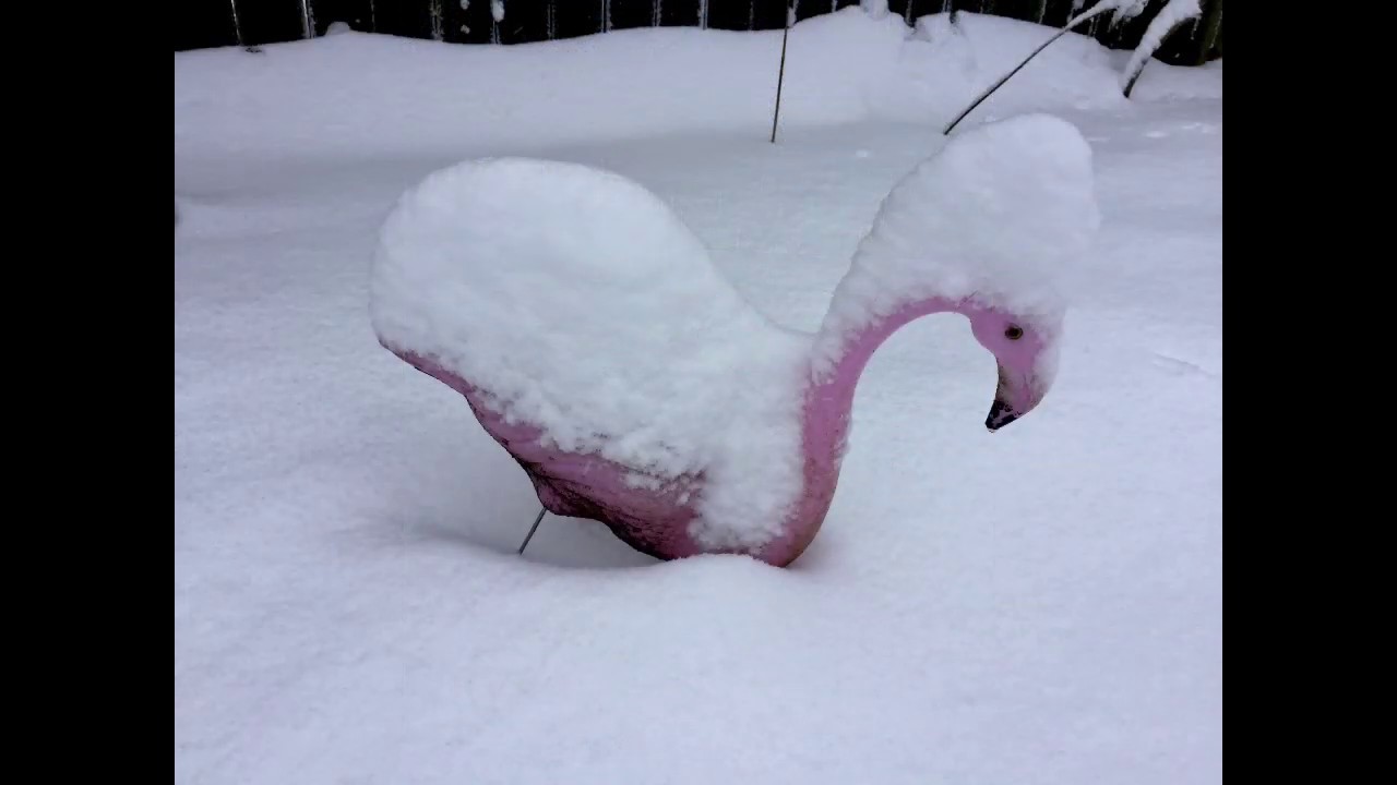 Winter Wonderland by The Cluster Pluckers - YouTube