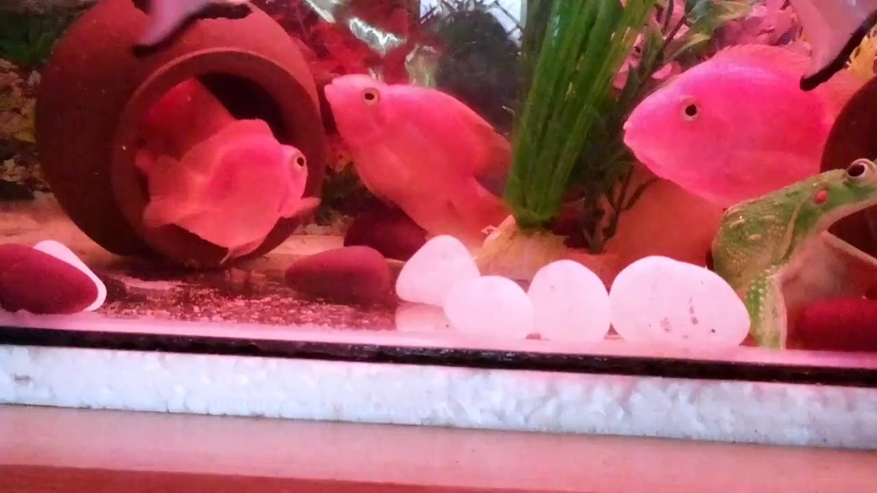 love of a parrot fish ,kissing making love - YouTube