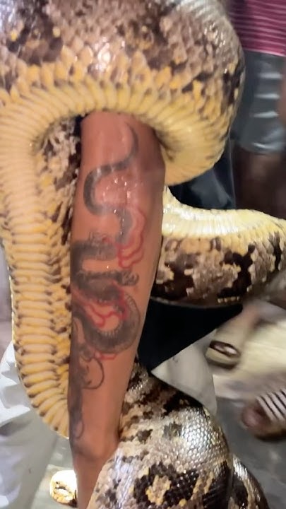 YOINK 10ft LONG PYTHON!! #shorts #snake #python #india - YouTube