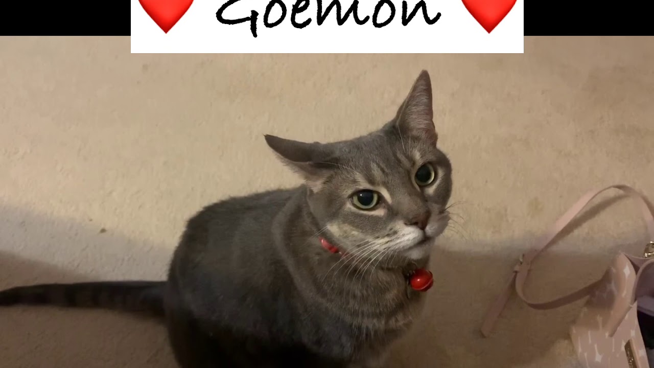 Cat Slave #6: Goemon the cat. - YouTube