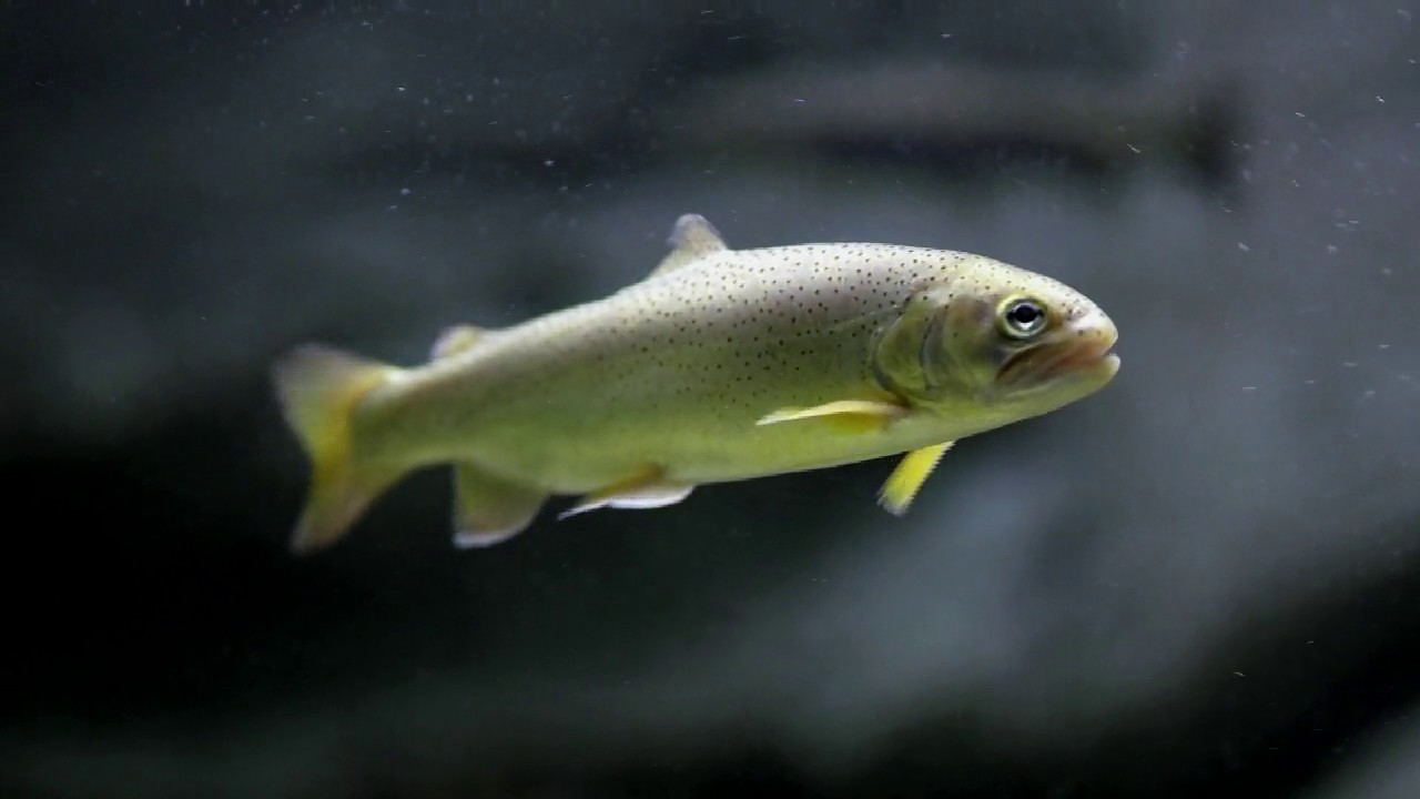 Apache Trout at the OdySea Aquarium in Arizona - YouTube