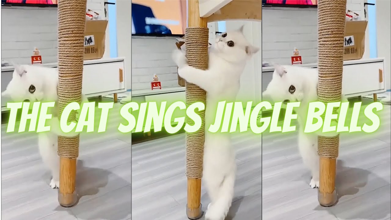 Animal Entertainment Video || The Cat Sings Jingle Bells - YouTube