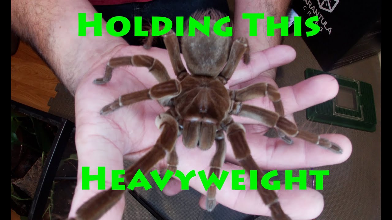 Handling the Goliath Bird Eater Tarantula T. Stirmi! My biggest spider ...