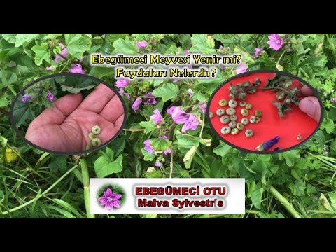 Ebegümeci Otunun Meyveleri Tohumları Yenir mi Faydaları Nelerdir Malva Sylvestris