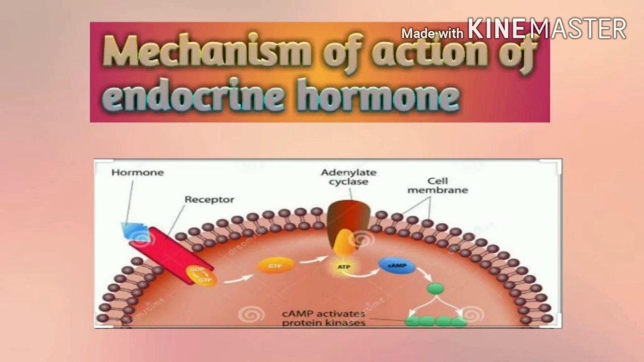 Mechanism of action of endocrine hormone || अंतःस्रावी ग्रंथि कैसे काम ...