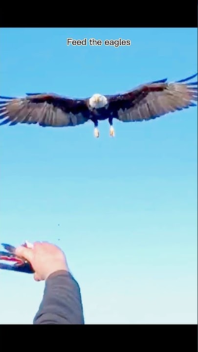 Feed the eagles 3:30 #shorts #អោយចំណីឥន្រ្ទី - YouTube