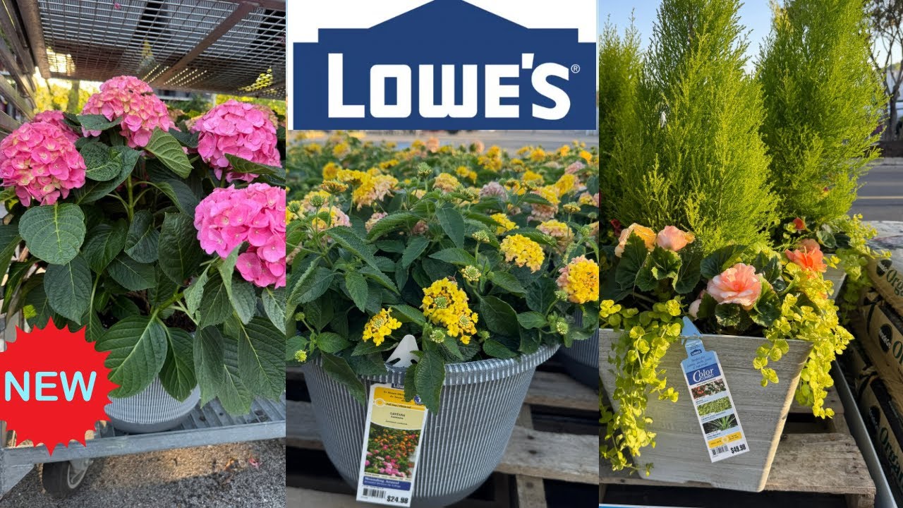 LOWE’S NEW ARRIVALS & CLEARANCE PLANTS | HOW TO MAKE YOUR GARDEN ...