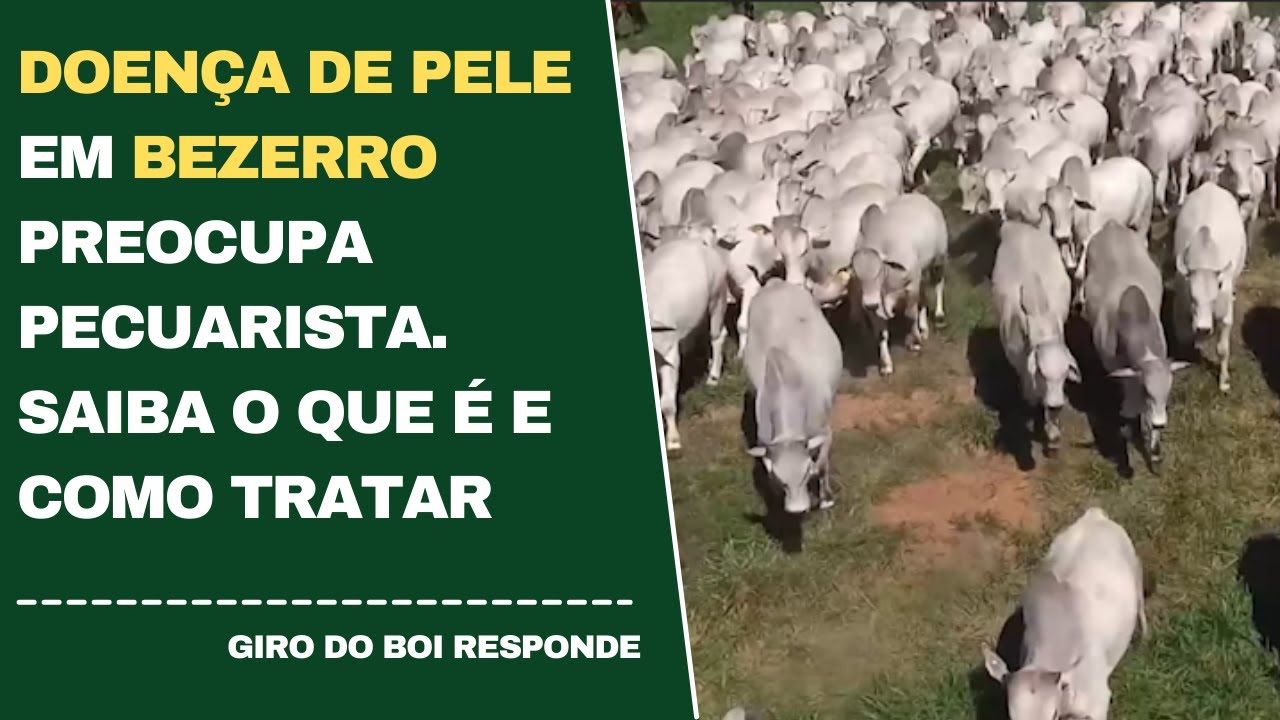 DOENÇA DE PELE EM BEZERRO PREOCUPA PECUARISTA. SAIBA O QUE É E COMO ...