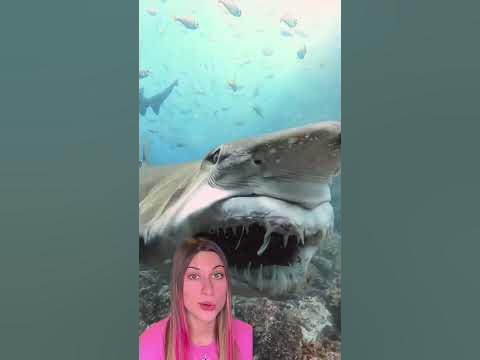#акула #показала #челюсти #обзор #обзоры #животные #акулы #рыба #рыбы ...