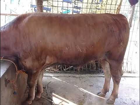 sapi limosin super - YouTube