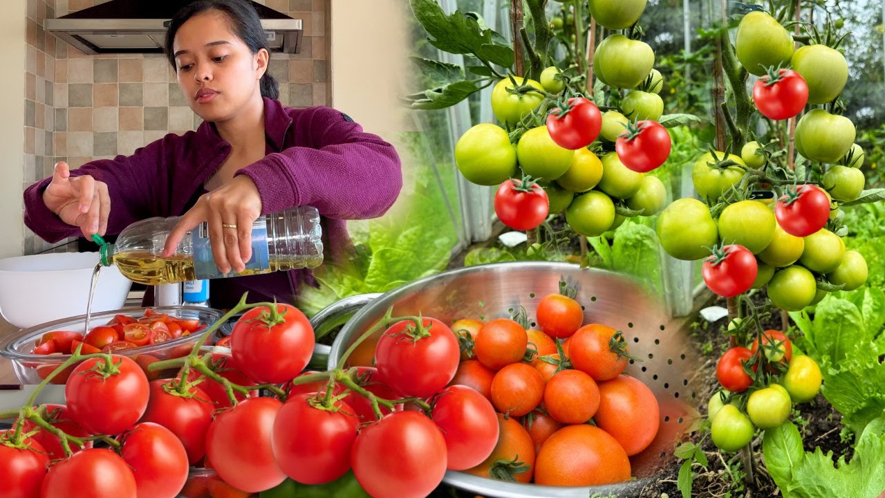 FILIPINA BRITISH LIFE IN UK: ORGANIC NA ORGANIC ANG KAMATIS NA TANIM SA ...