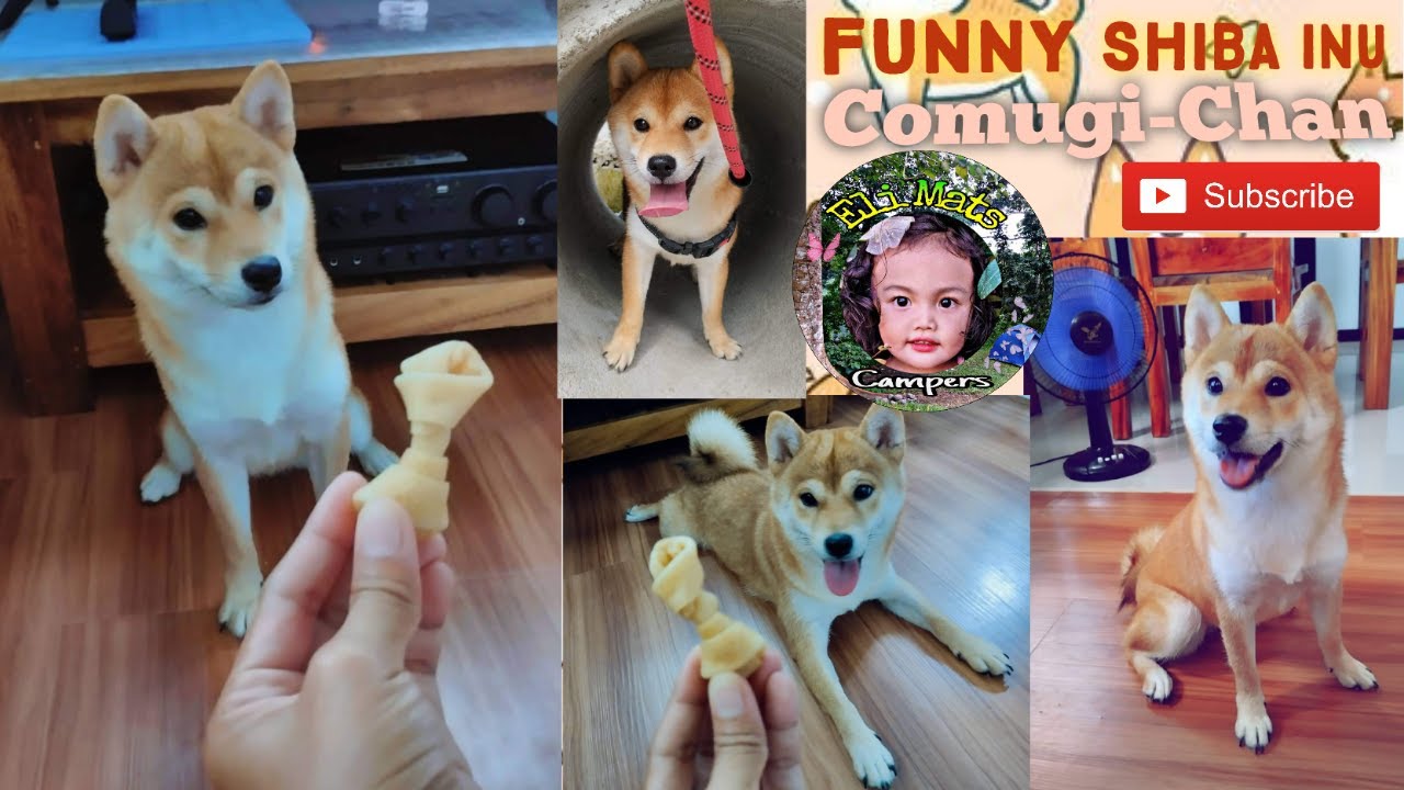 Shiba inu dog Funny Moments / Impatient Shiba inu / Comugi-chan / Eli ...