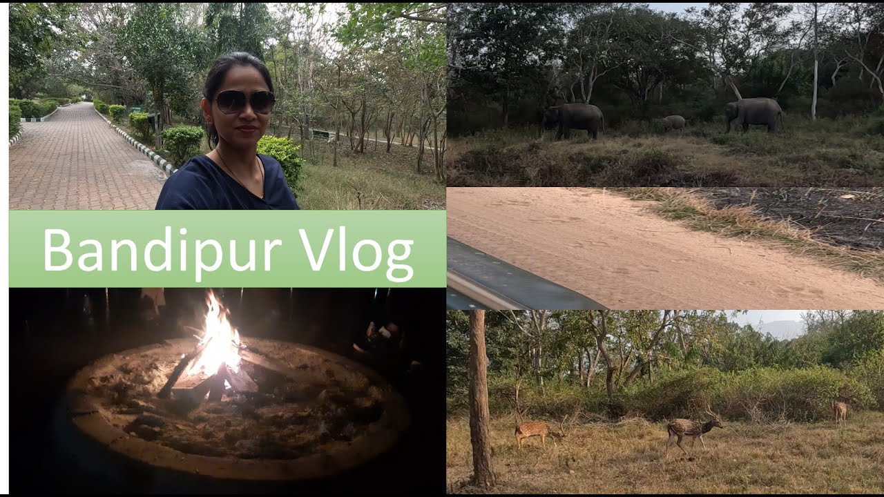 Vlog | Bandipur trip | Stay at Jungle Lodges & Resorts | Jungle Safari ...
