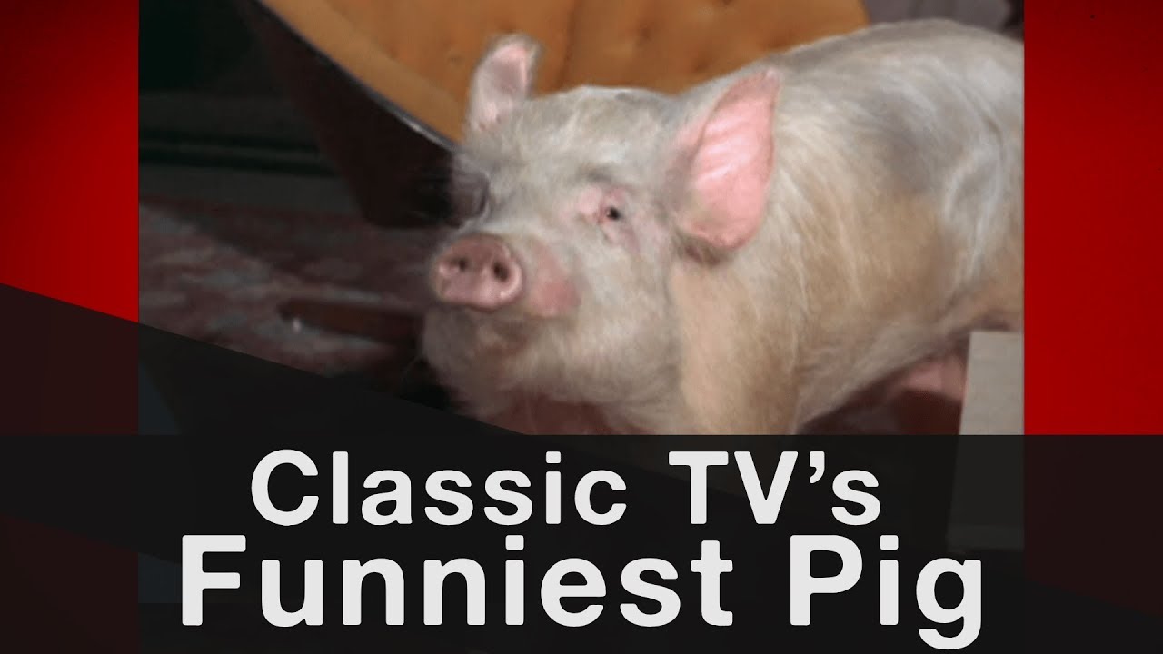 It's Classic TV's Funniest Pig! - YouTube