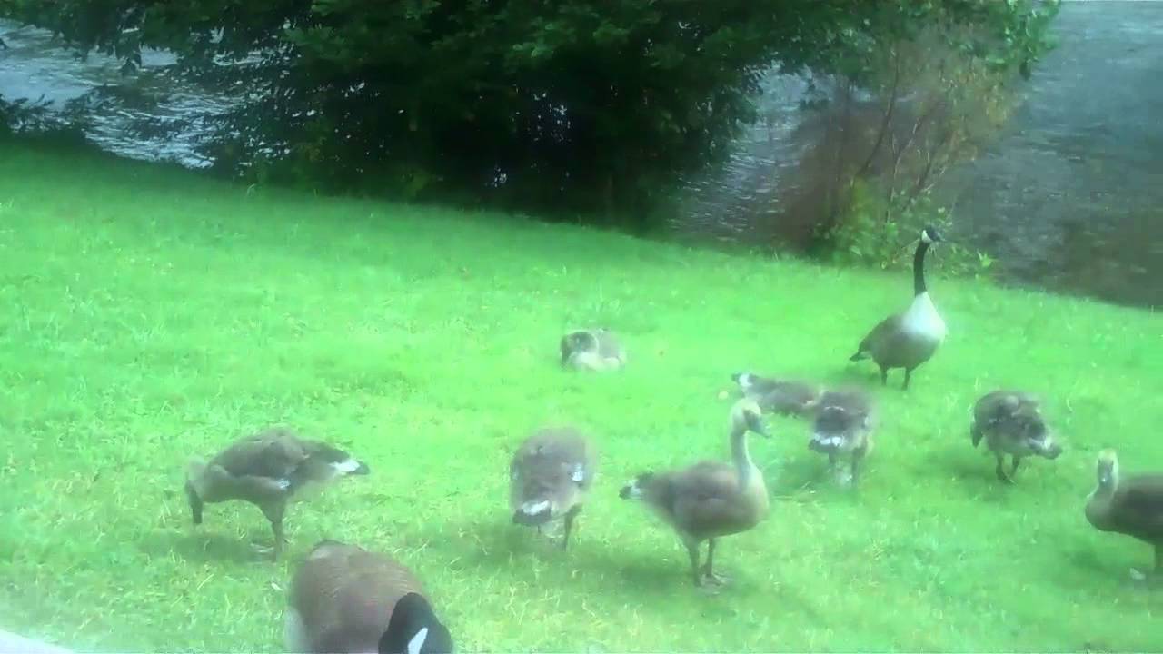 Just chillin' and chasing ducks in Pigeon Forge. - YouTube