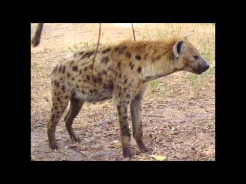 Ugly and mean looking Hyenas in The Gambia - YouTube