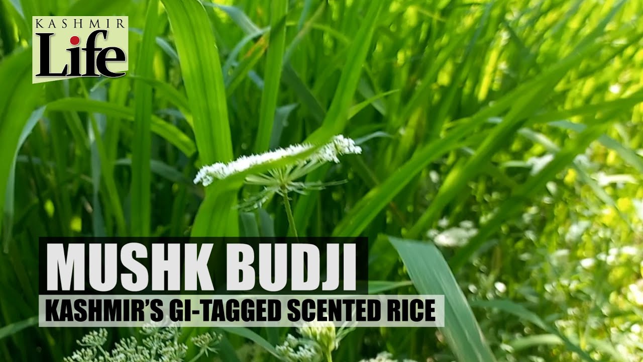 Mushk Budji: Kashmir’s GI-Tagged Scented Rice - YouTube