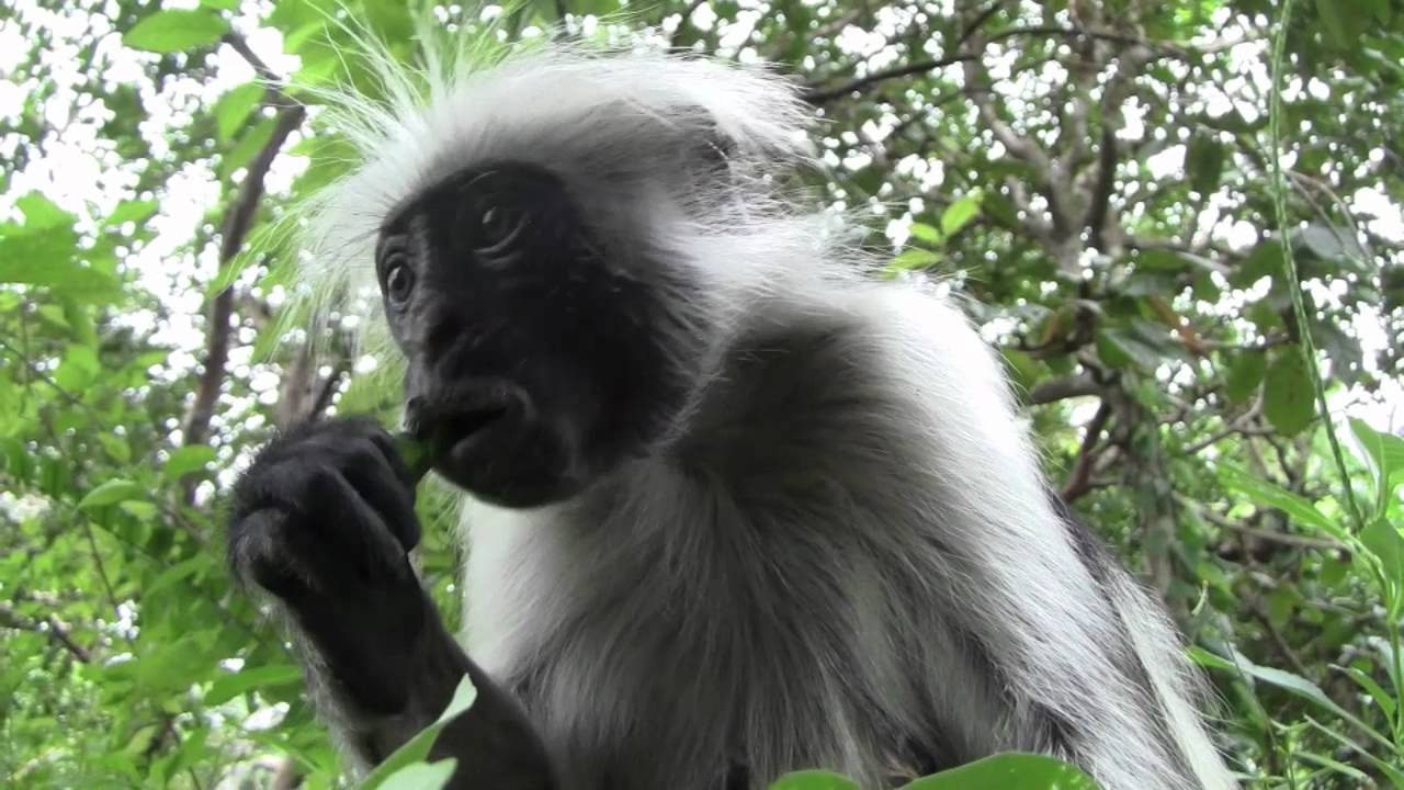 Trip to Jozani Forest, Zanzibar - YouTube