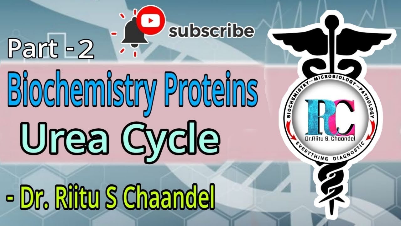 Biochemistry proteins- urea cycle (part 2)/biochemistry cycles ...