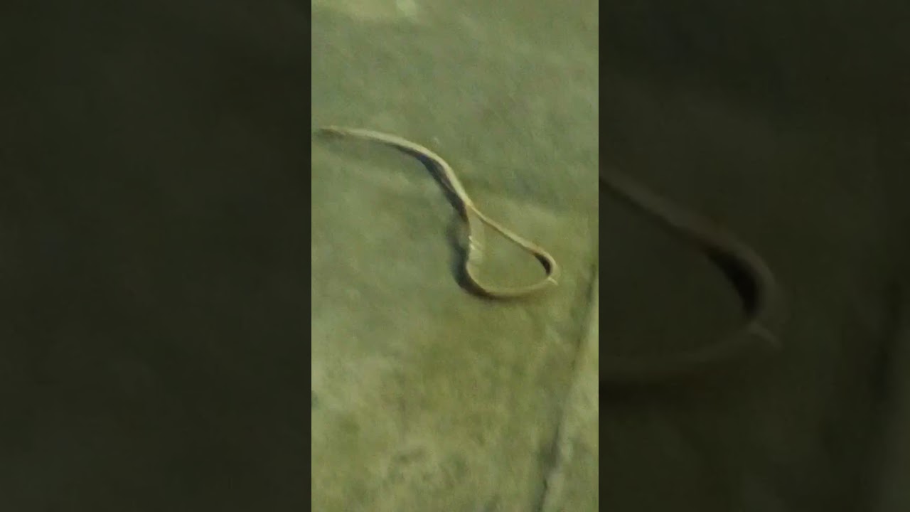 se mtio una culebra🐍🐍 - YouTube