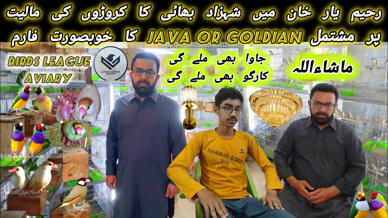 Goldian Java Setup in Rahim Yar Khan| Birds Farming|Hammad Birds RYK ...
