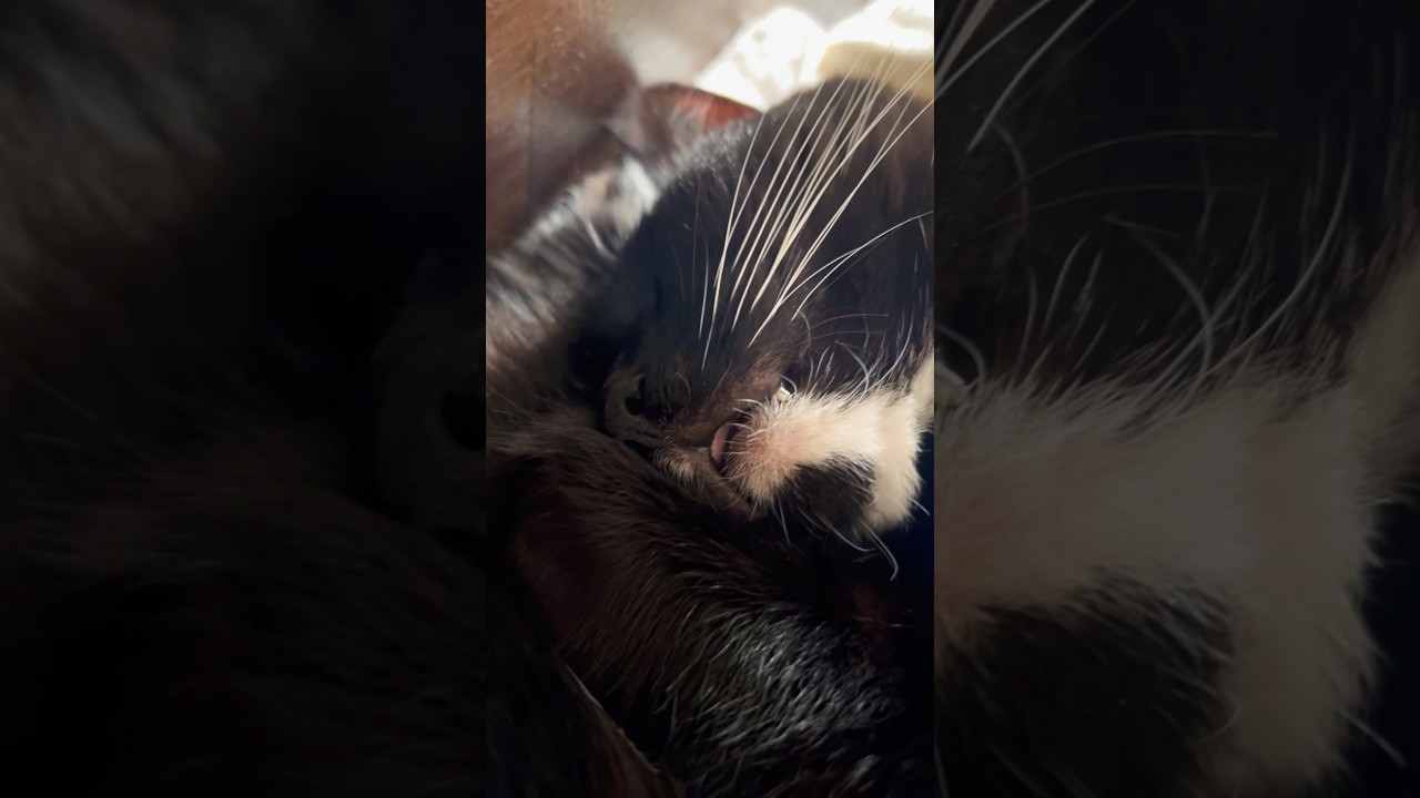 TUXEDO CAT ALARM CLOCK 😼⏰ #tuxedoboi #viral #funnycat - YouTube