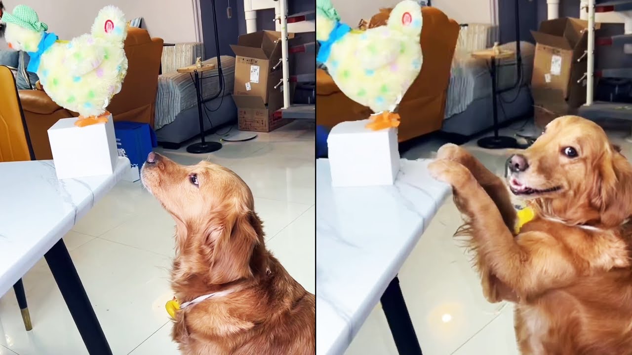 Funny Dog | Dog's eating ritual #cuihuastory #cute pet #animals - YouTube