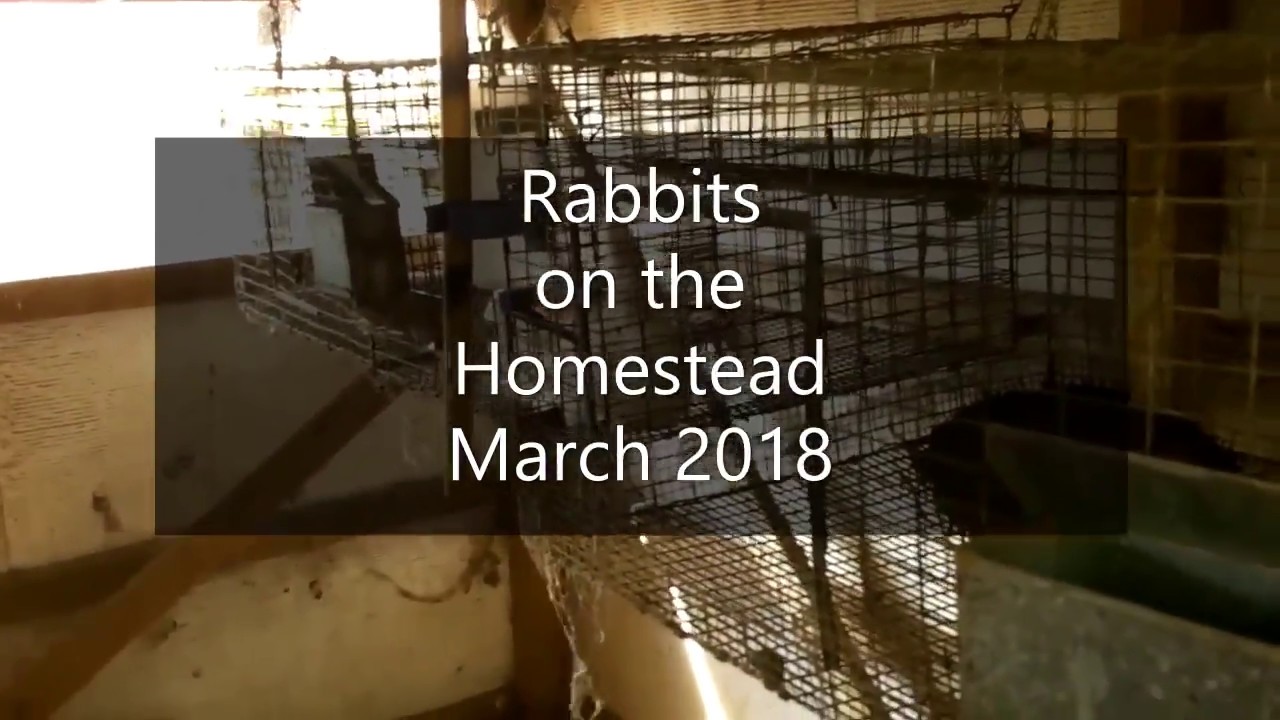 Rabbits on the Homestead - YouTube