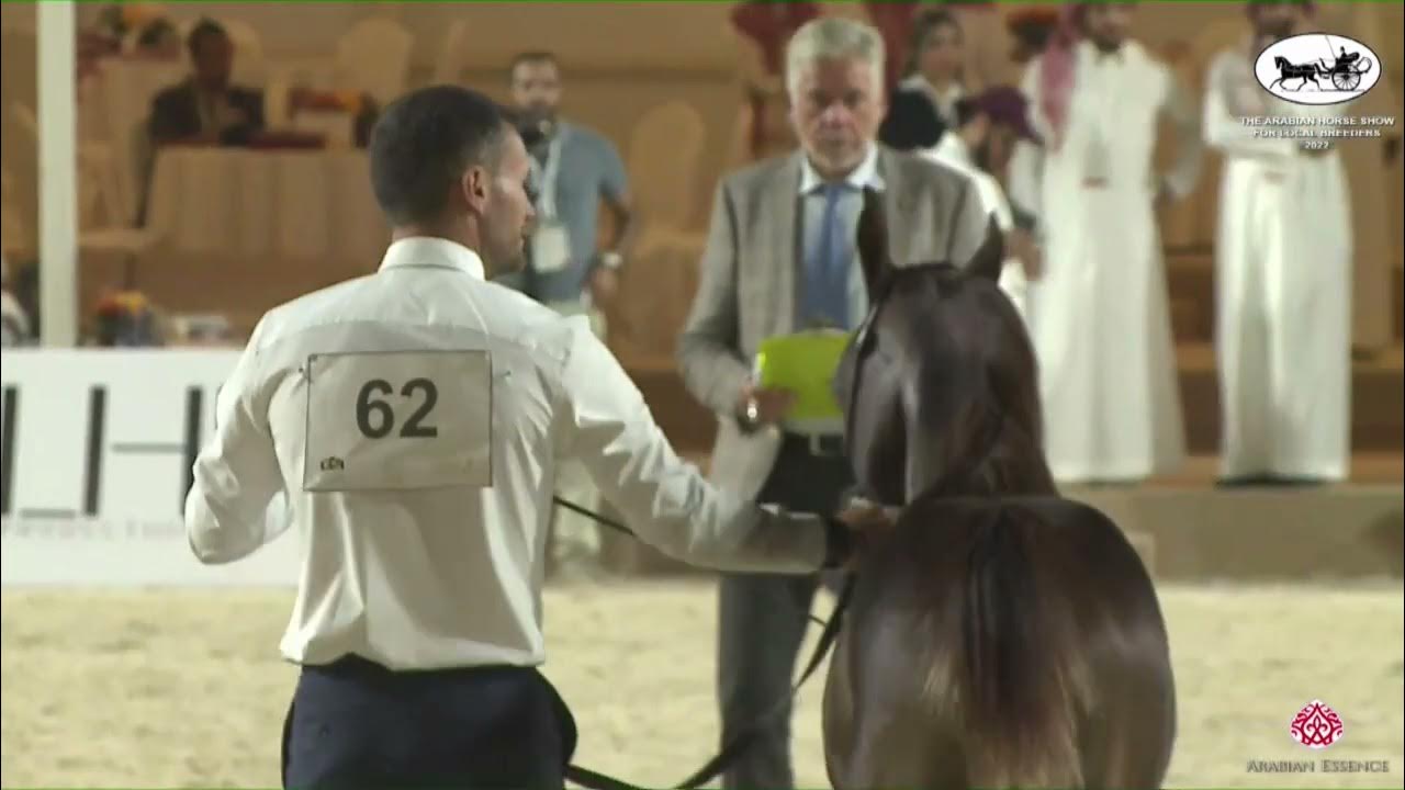 N 62 MYHR The Arabian Horse Show for local Breeders 2022 Colt Foals ...