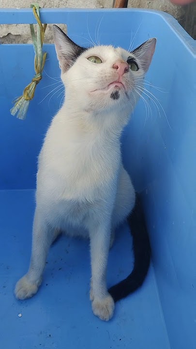 Cute Lovely Cat Cat Cats Catlover Catvideos Youtube