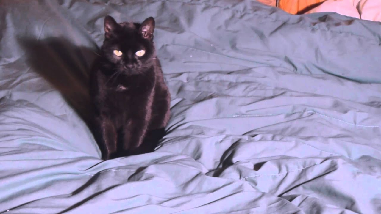 EXPLODING Cat!!!! Wow! Disgusting! - YouTube