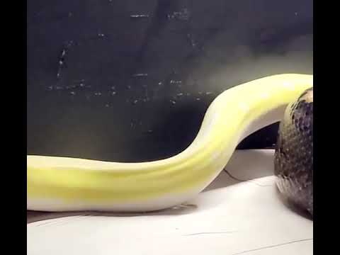 Male Reticulated Python Behavior - YouTube