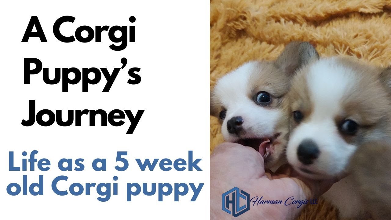 Life as a 5 week old Corgi puppy - YouTube