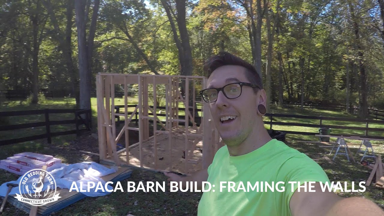 Alpaca Barn Build: Framing the Walls Part 2 - YouTube