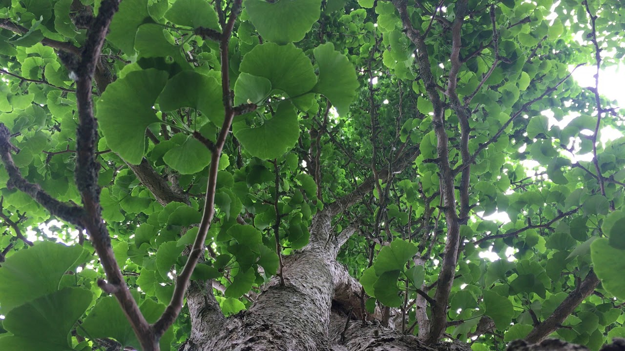 Maidenhair (Ginkgo biloba) - canopy - June 2018 - YouTube