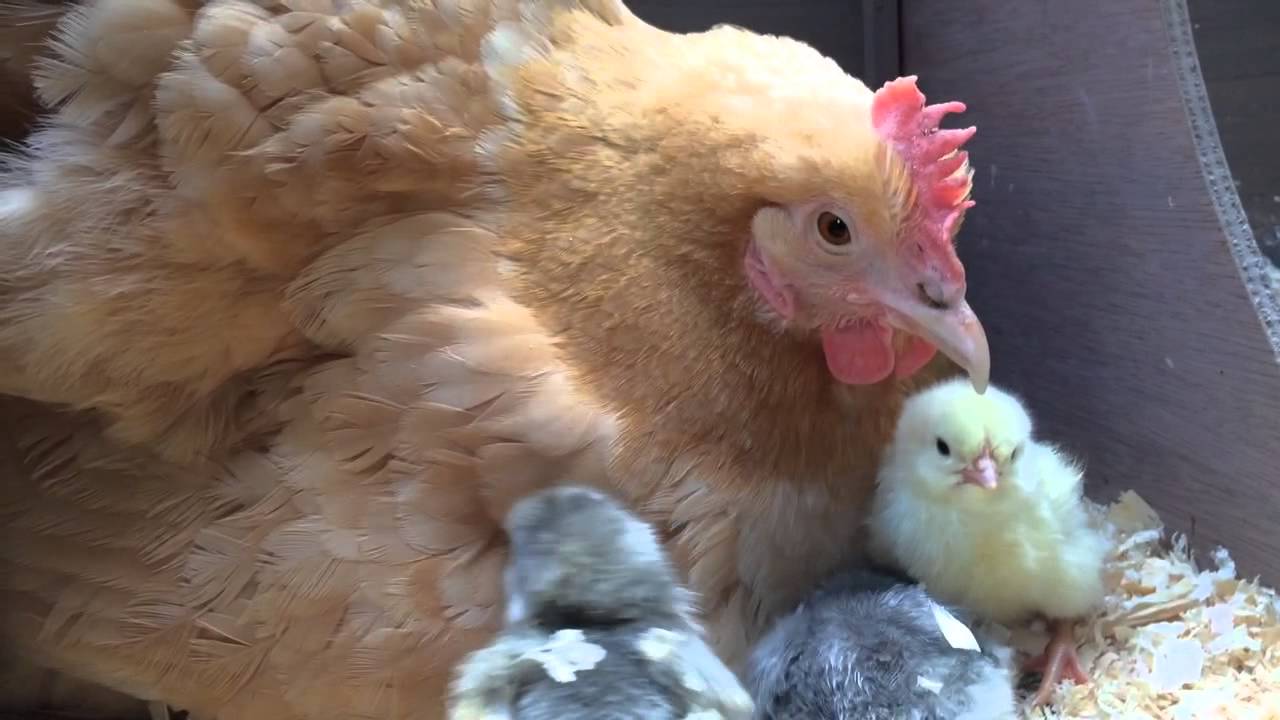 Mother Hen and her babies - YouTube