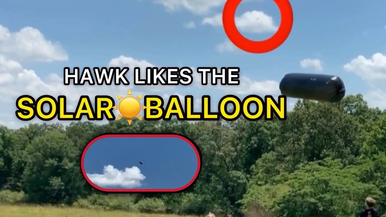 HAWK CURIOUS ABOUT BALLOON? - YouTube