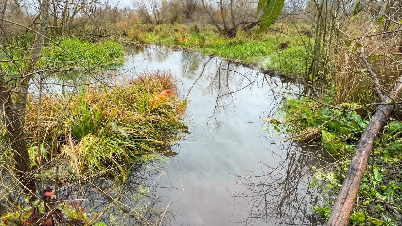 Beaver Dam Collapse Instant Water Release on the Drainage Channel - YouTube