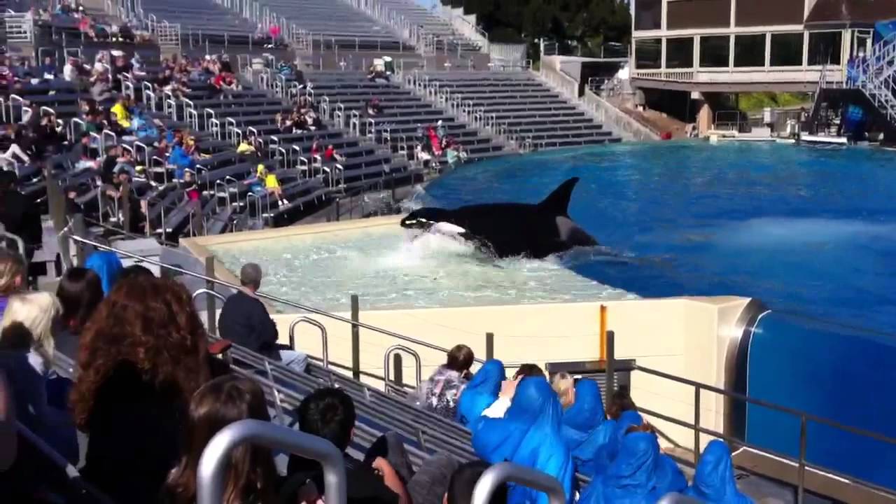 Killer Whale in action - YouTube