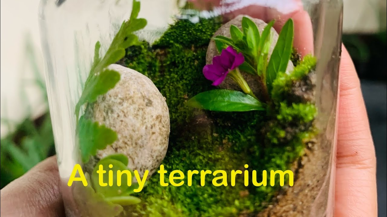 How to make a small terrarium for beginner - YouTube
