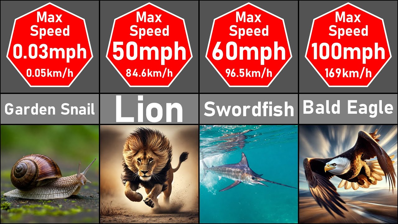 Animals Speed Comparison - YouTube