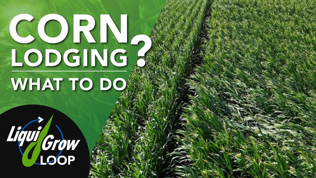 Corn Lodging: Severe Yield Reduction After Tassel - YouTube