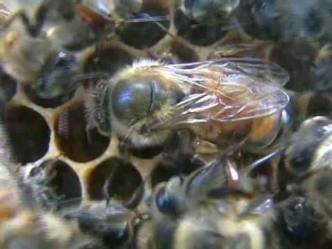 Api: regina in deposizione - YouTube