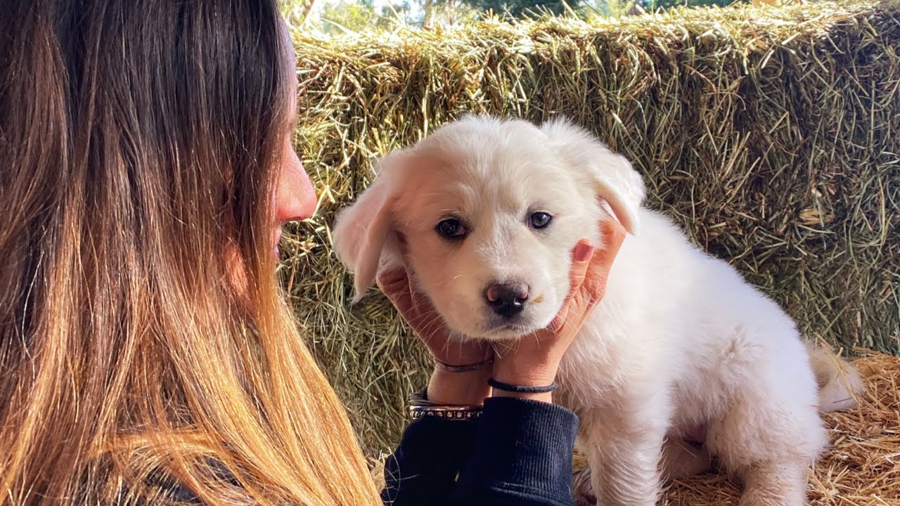 Great Pyrenees Puppy: Livestock Guardian Dog in Training. - YouTube