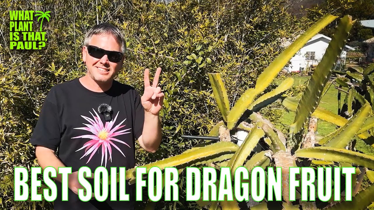 WHAT IS THE BEST SOIL FOR DRAGON FRUIT? / EFFECTS of DIFFERENT POTTING ...
