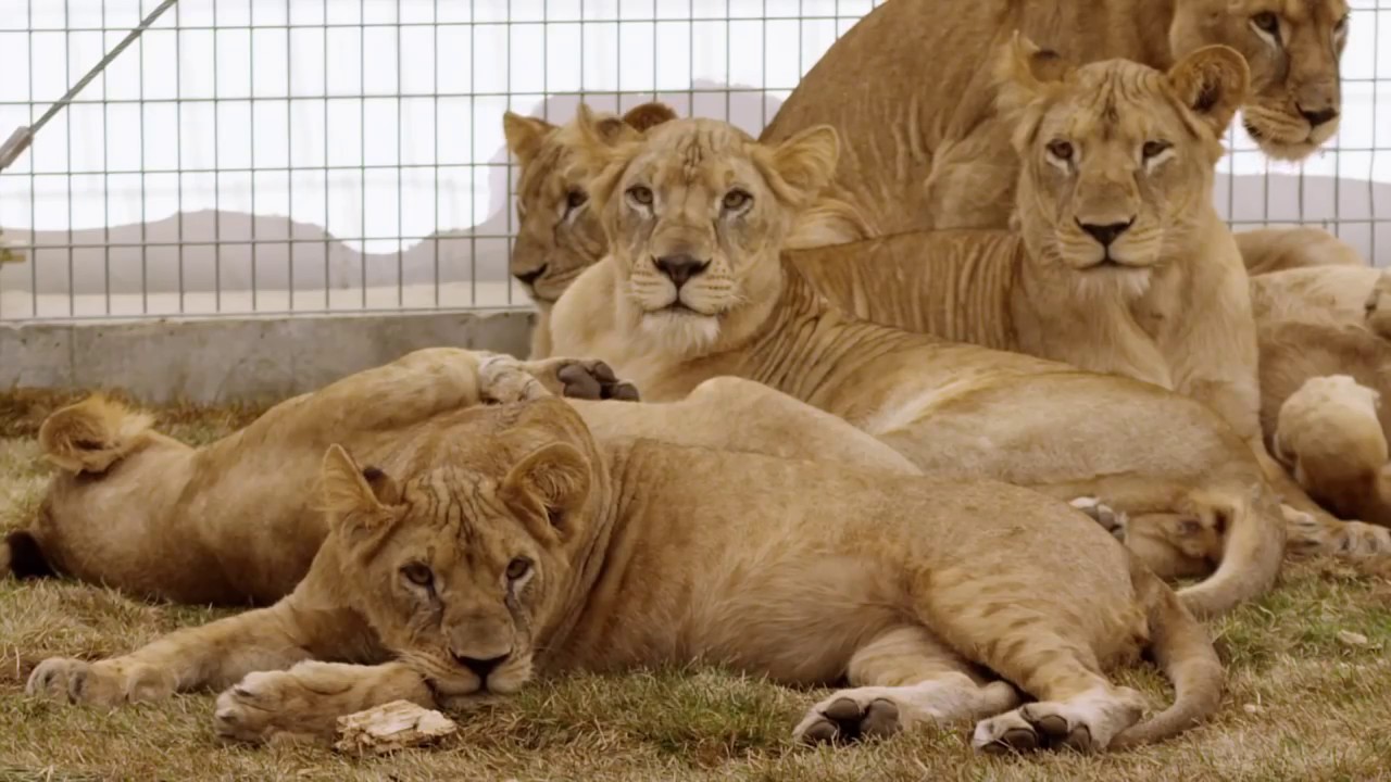 Lion Ark Trailer - YouTube