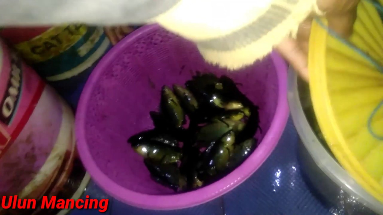 Mancing ikannya babon2, Serem Mancing Disini dihuni Lintah Raksasa ...