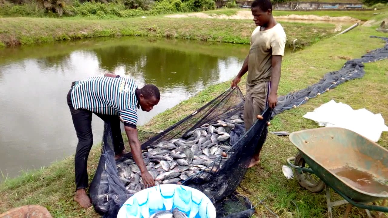 PISCICULTURE AGROMIL CI - YouTube