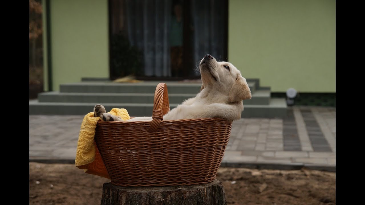귀여운 강아지 영상모음, 보면서 힐링 하세요 ㅣ Collection of cute dog videos Heal while ...